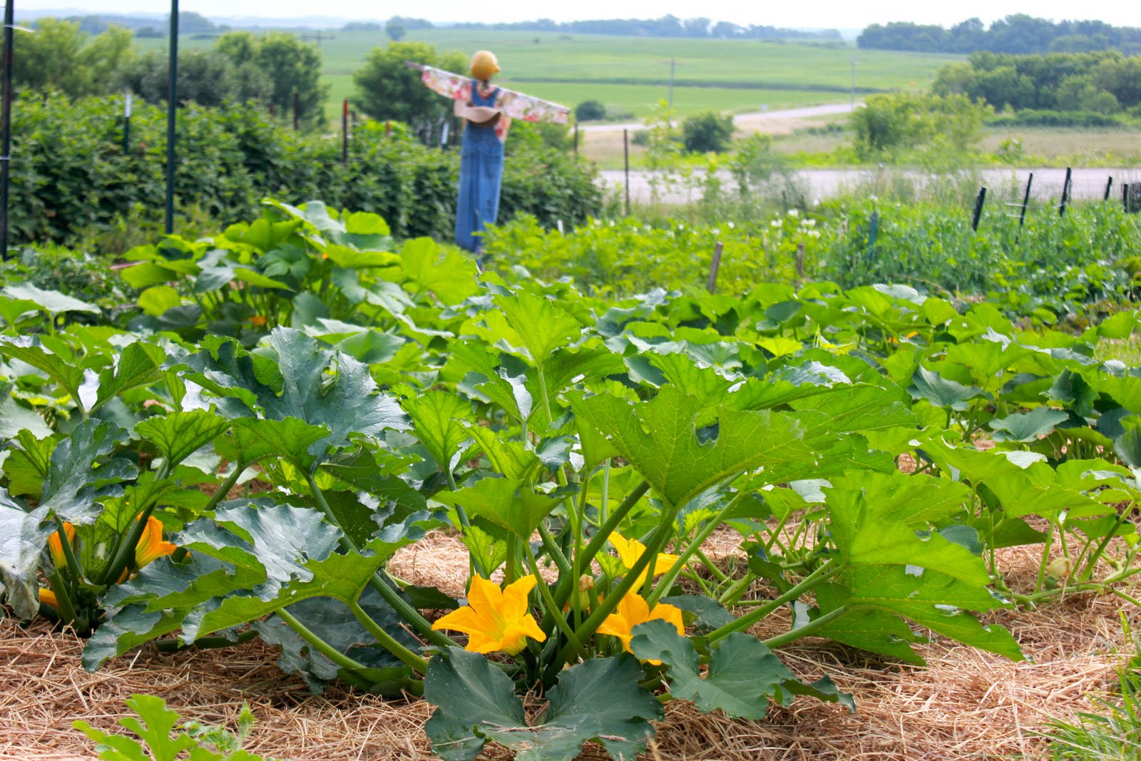 Squash Blossom Farm: Veggie Garden Show & Tell