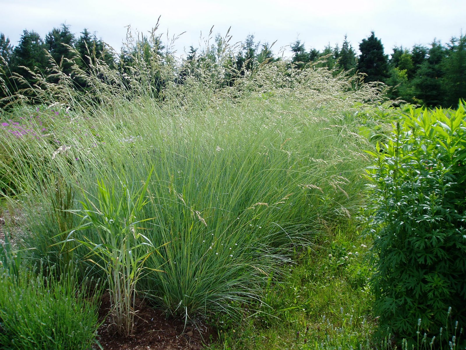 Lovegrass Farm: Cool Season vs. Warm Season Ornamental Grasses