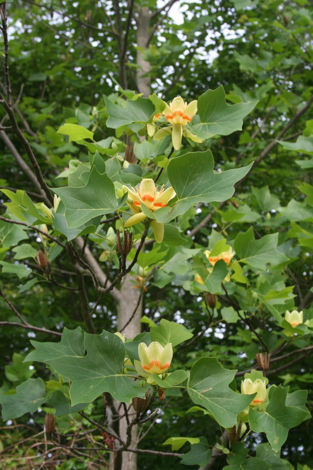 Hoot Owl Karma: Tulips in the Trees - Liriodendron Tulipifera