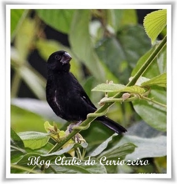 CURIOZEIROS: Curió - Pássaro canoro amigo do homem! Sua história e sua ...
