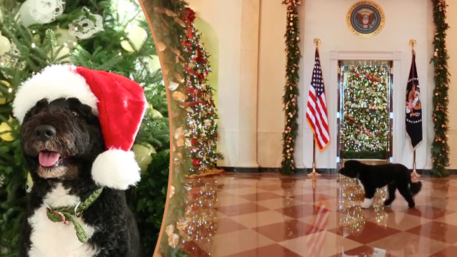 US-Nachrichten.de: First Dog Bo inspiziert das Weiße Haus . Bei Obamas ...