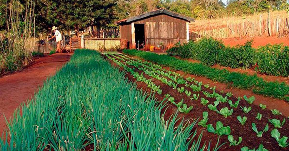 Professora Regina Bolico : Agricultura camponesa