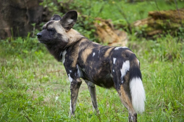 African wild dog habitat | Animals Photos Directory