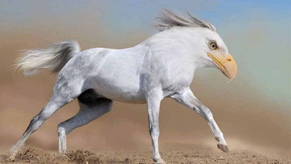 TOP 26 funny photoshopped photos of two animals combined together