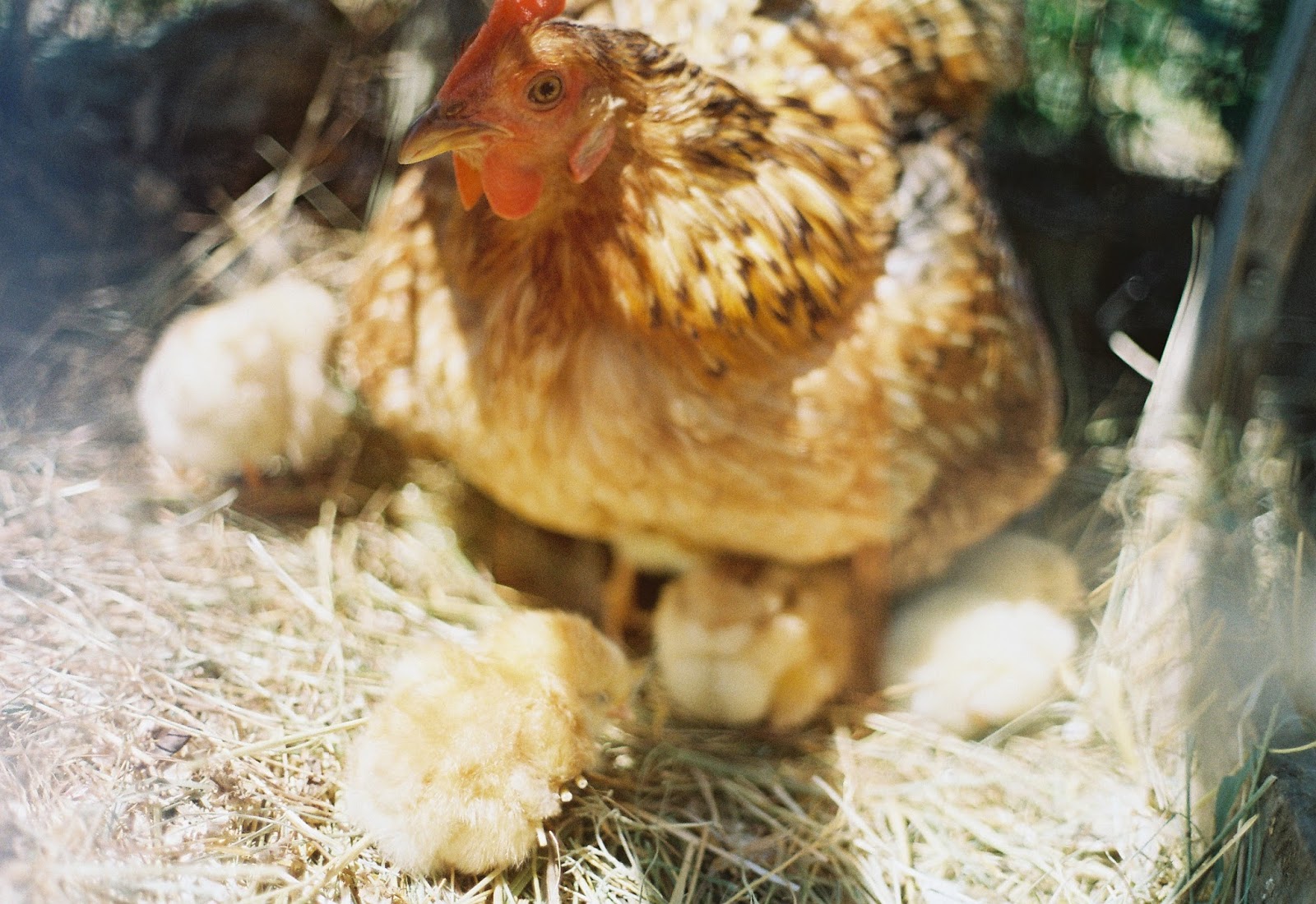Dozens of photos of hatching chicks
