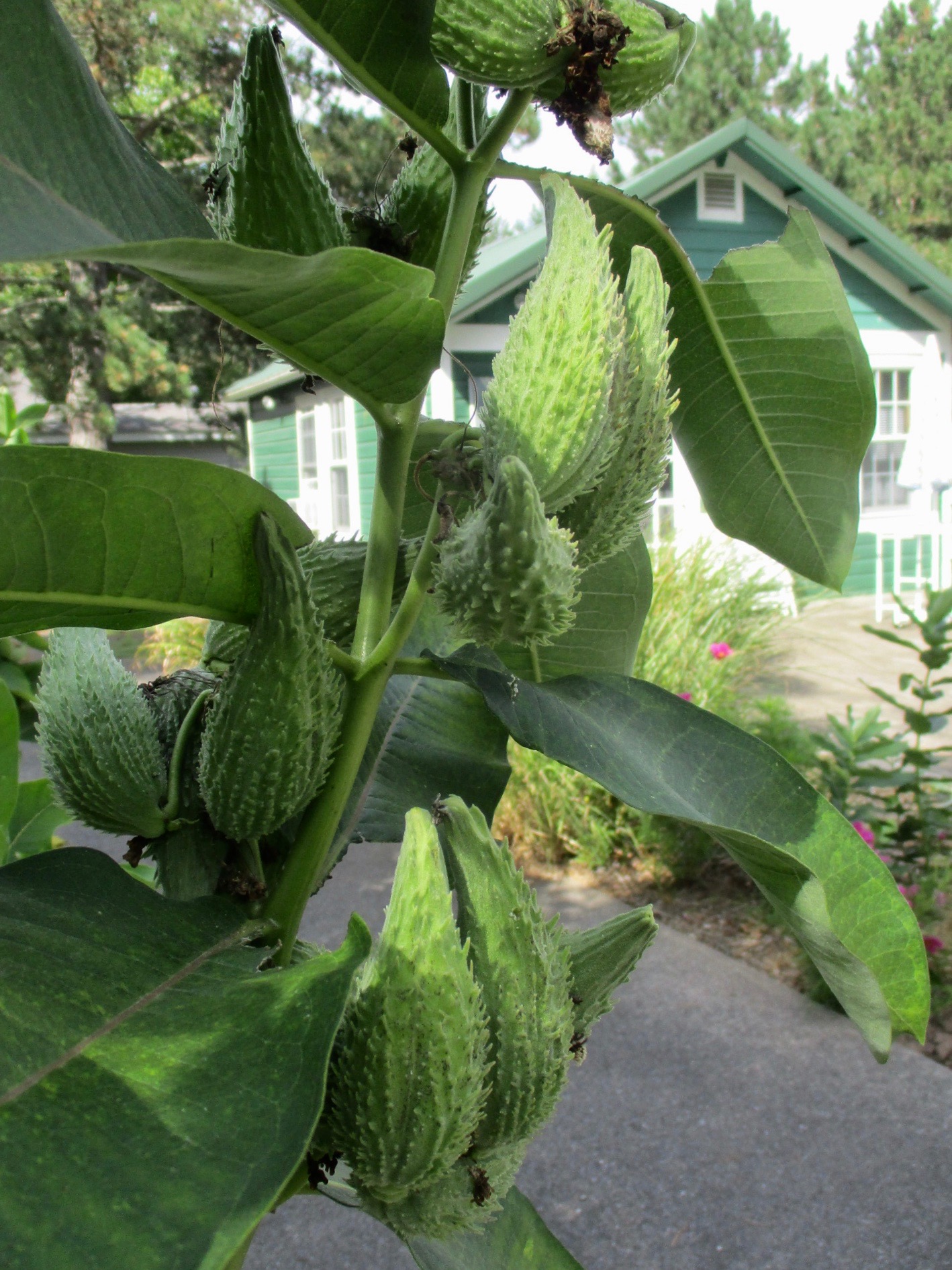 THE SKOOG FARM JOURNAL: Eggplant Parm....