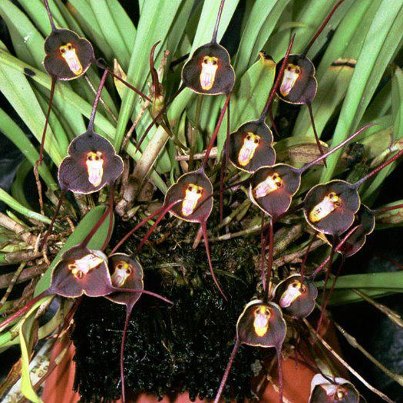 AMAZING STORIES AROUND THE WORLD: See Photo - Plant Resembles Monkey ...