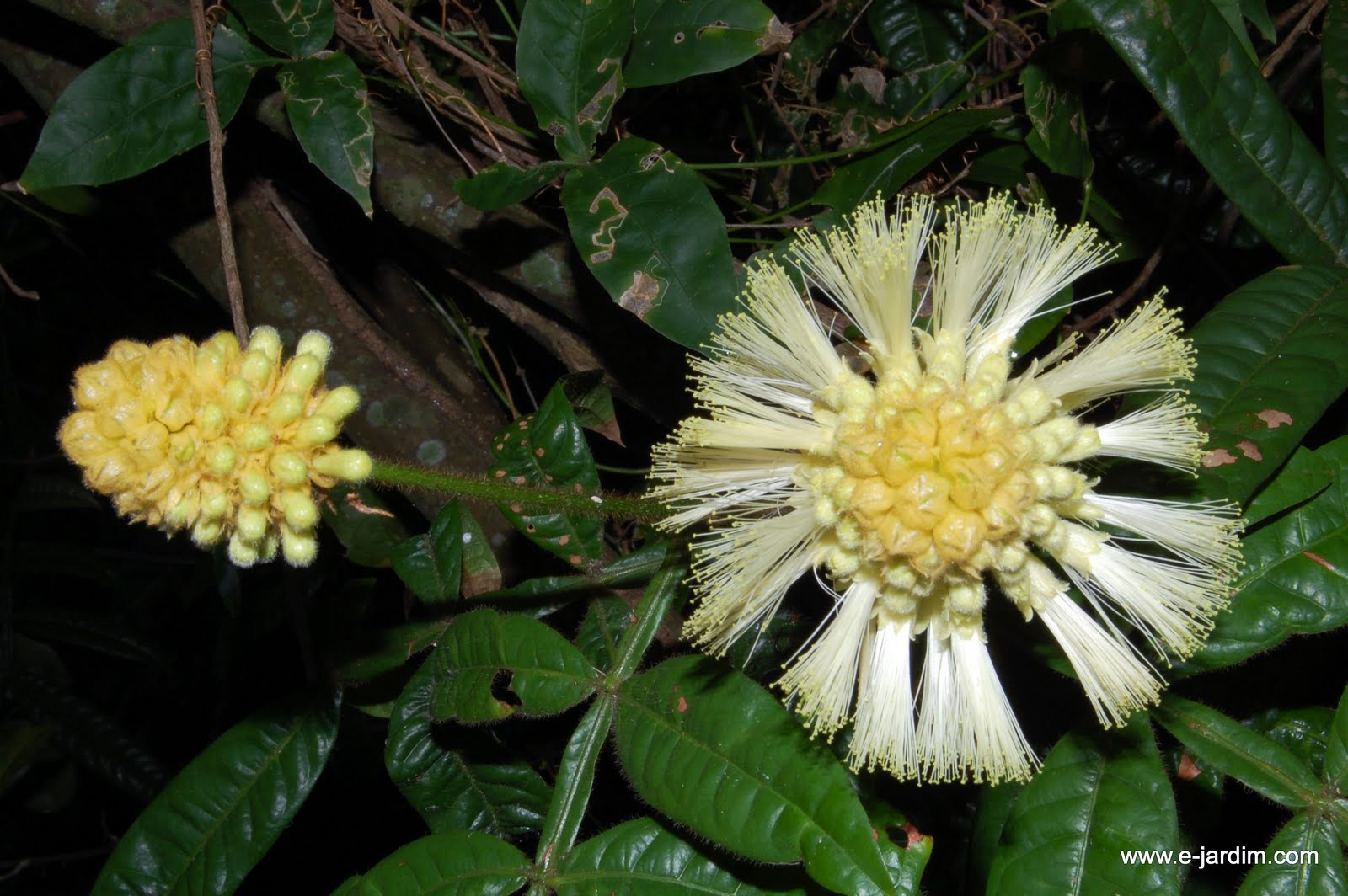 Viveiro Ciprest - Plantas Nativas e Exóticas: Ingá Anão de Folhas ...