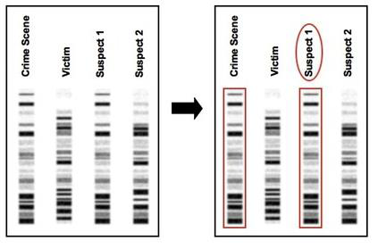Know It All Biology: DNA & RNA
