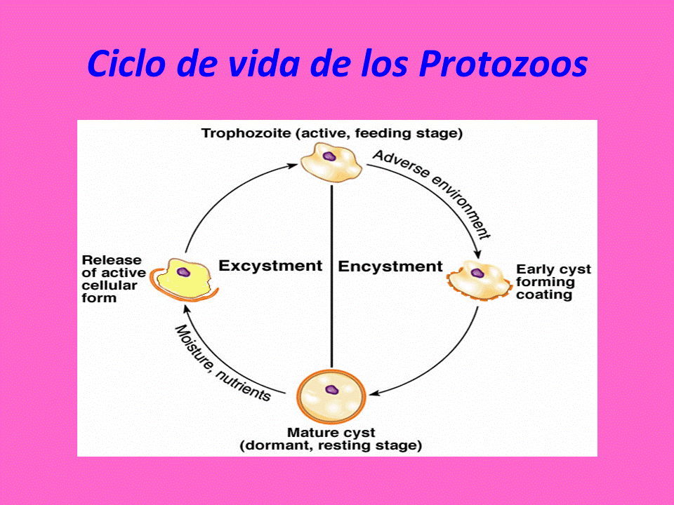 L122: PROTOZOOLOGIA GENERAL
