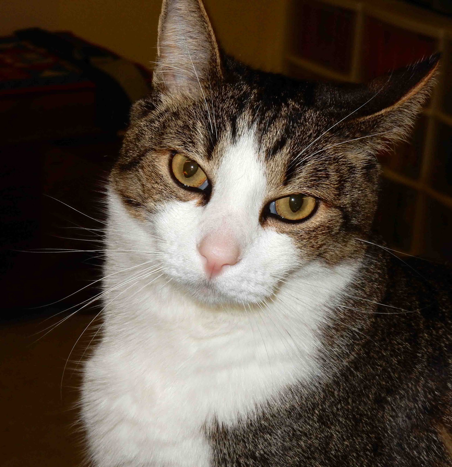 Cat Patches: The Cats are Cornered