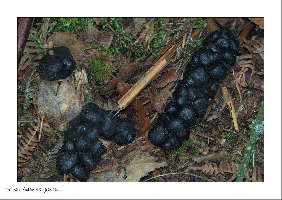 Articles de 02/18/13 | Un regard différent sur la nature.