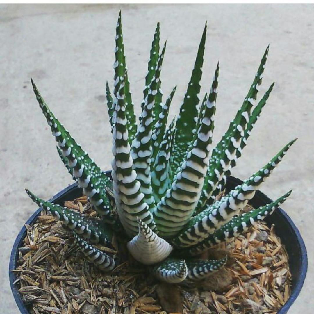 Memilih Sukulen Indoor | Succulentpedia