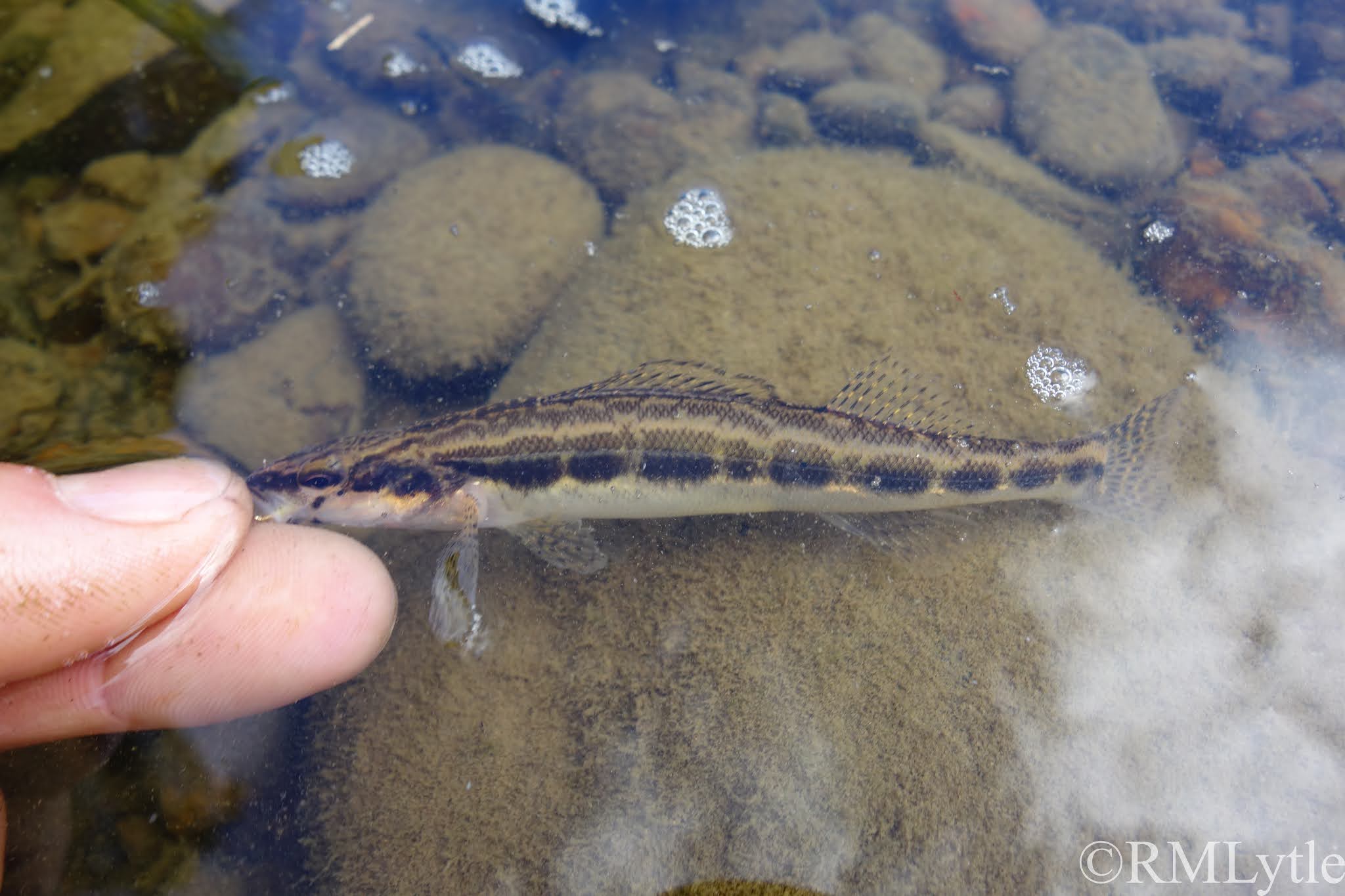 Connecticut Fly Angler: Longhead Darters and Streamlined Chubs (Western ...