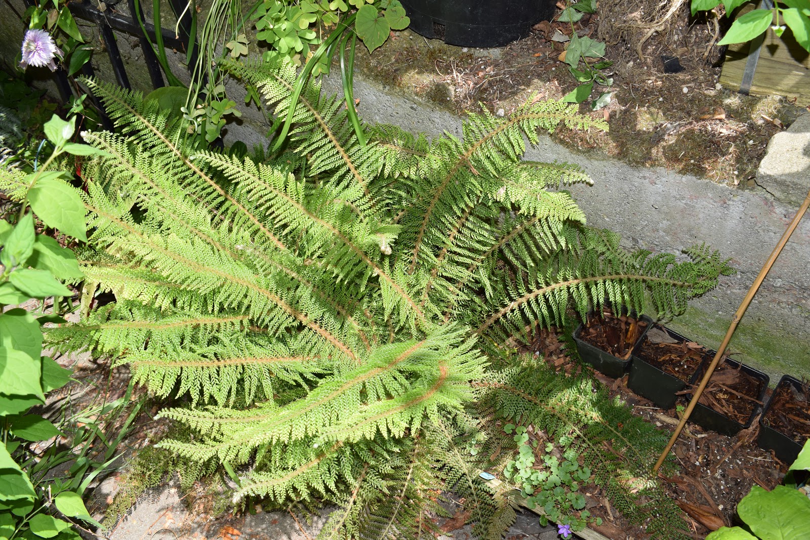 Norm's Nursery: The long hello?