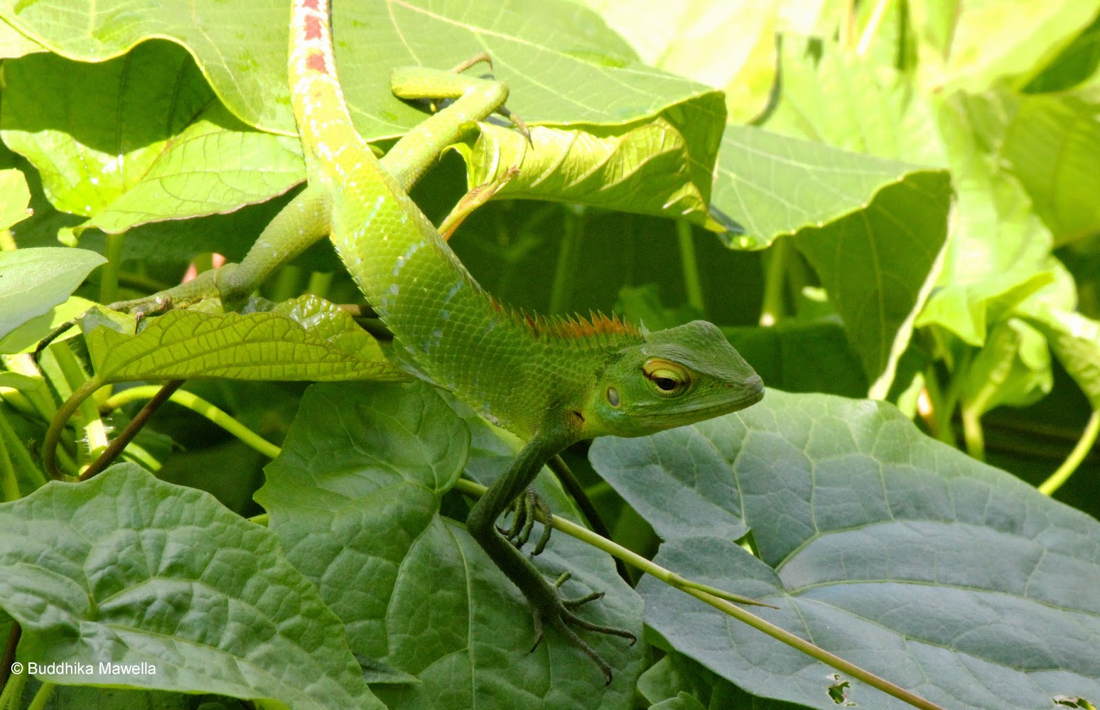 Lanka Nature Summary: Common Green Forest Lizard (Calotes calotes)