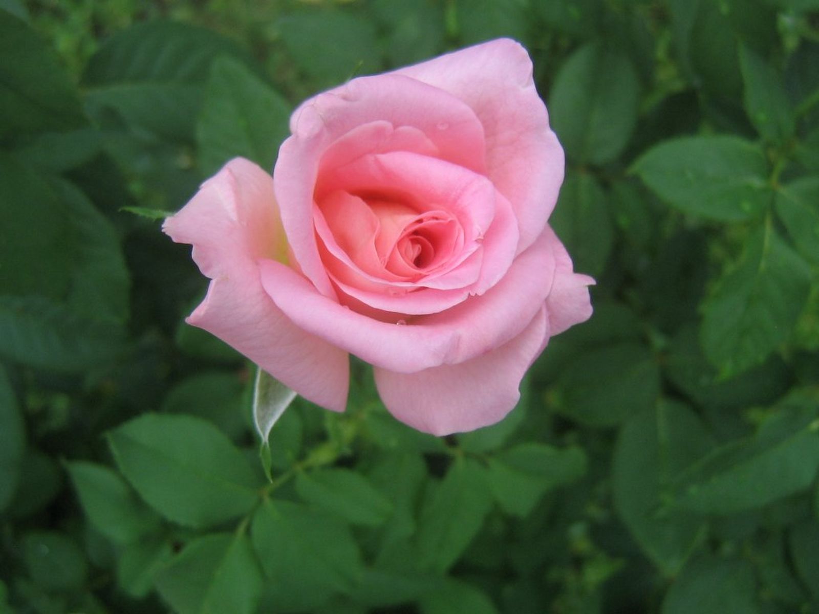 Natural Roses: Symbols of Roses