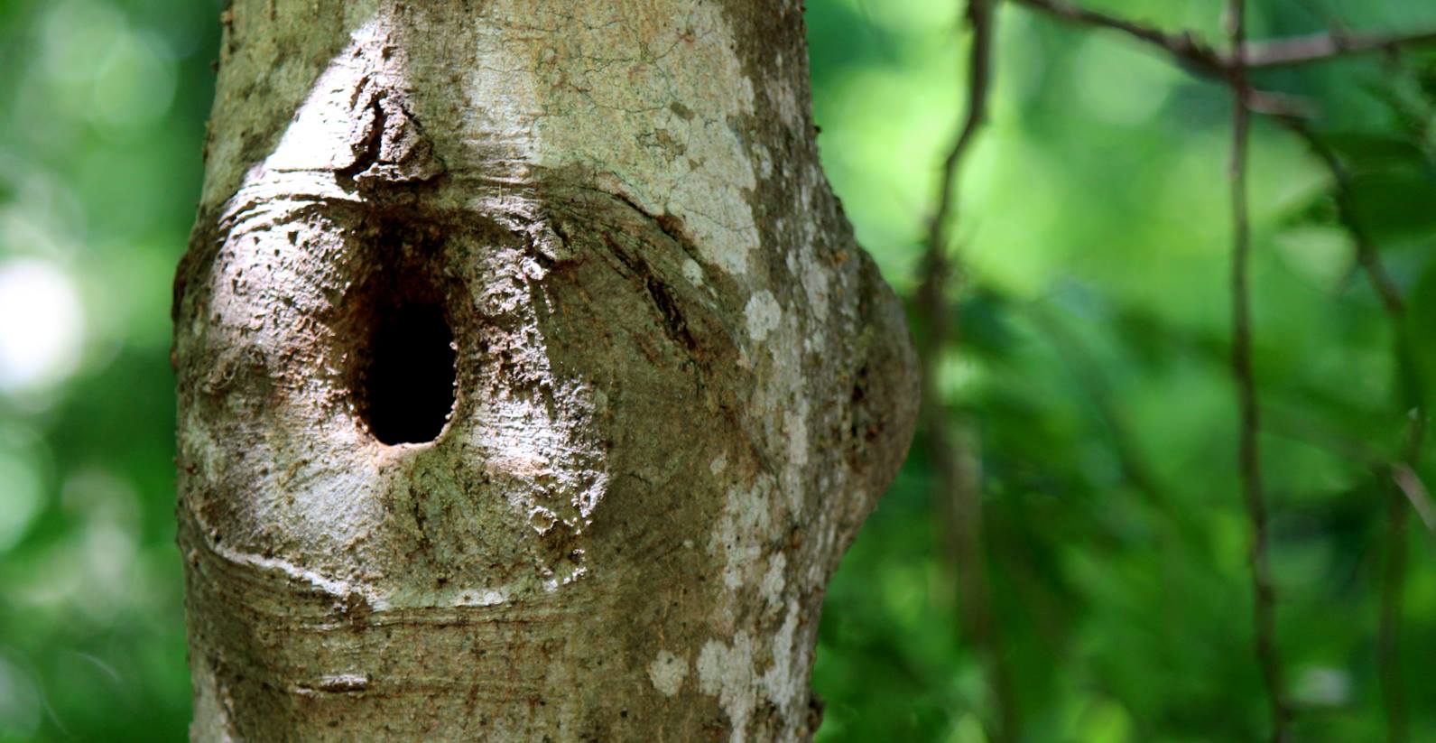Edith L. Moore Nature Sanctuary, Houston Audubon Society (2016)