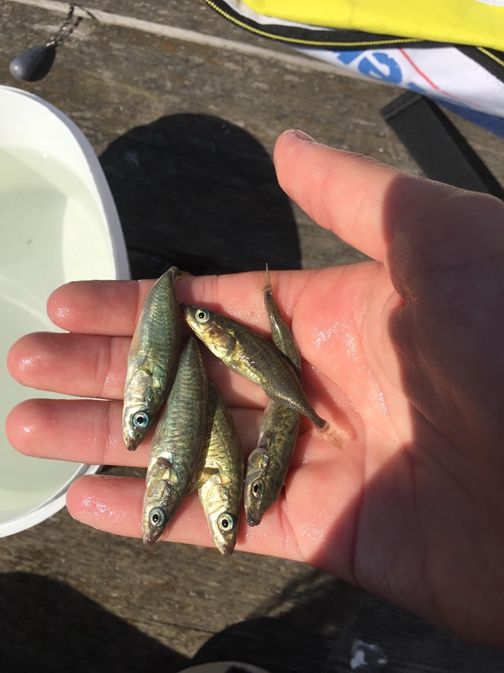 Fiskeligan: Spiggfest!