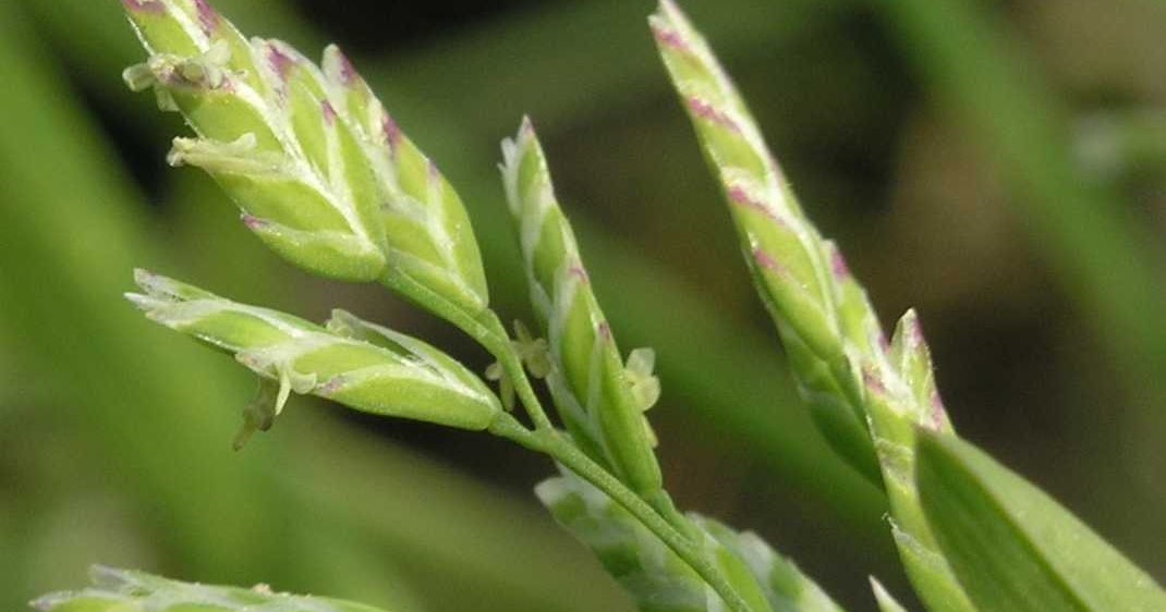 PLANT FAMILIES OF PUERTO RICO AND FLORIDA PAPO VIVES: POACEAE POA TRIBE ...