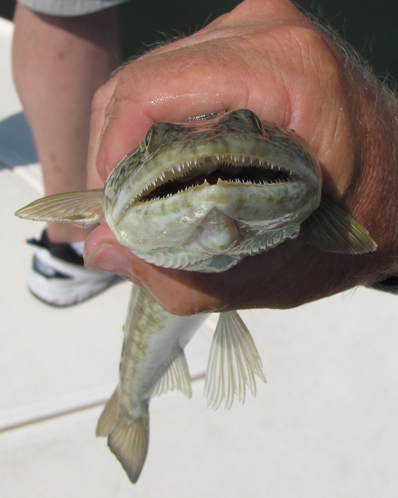 Ricks Reel Adventures: Fort Pierce, FL And Some Crazy Looking Fish