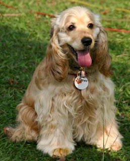 Clase de perros: Cocker Spaniel