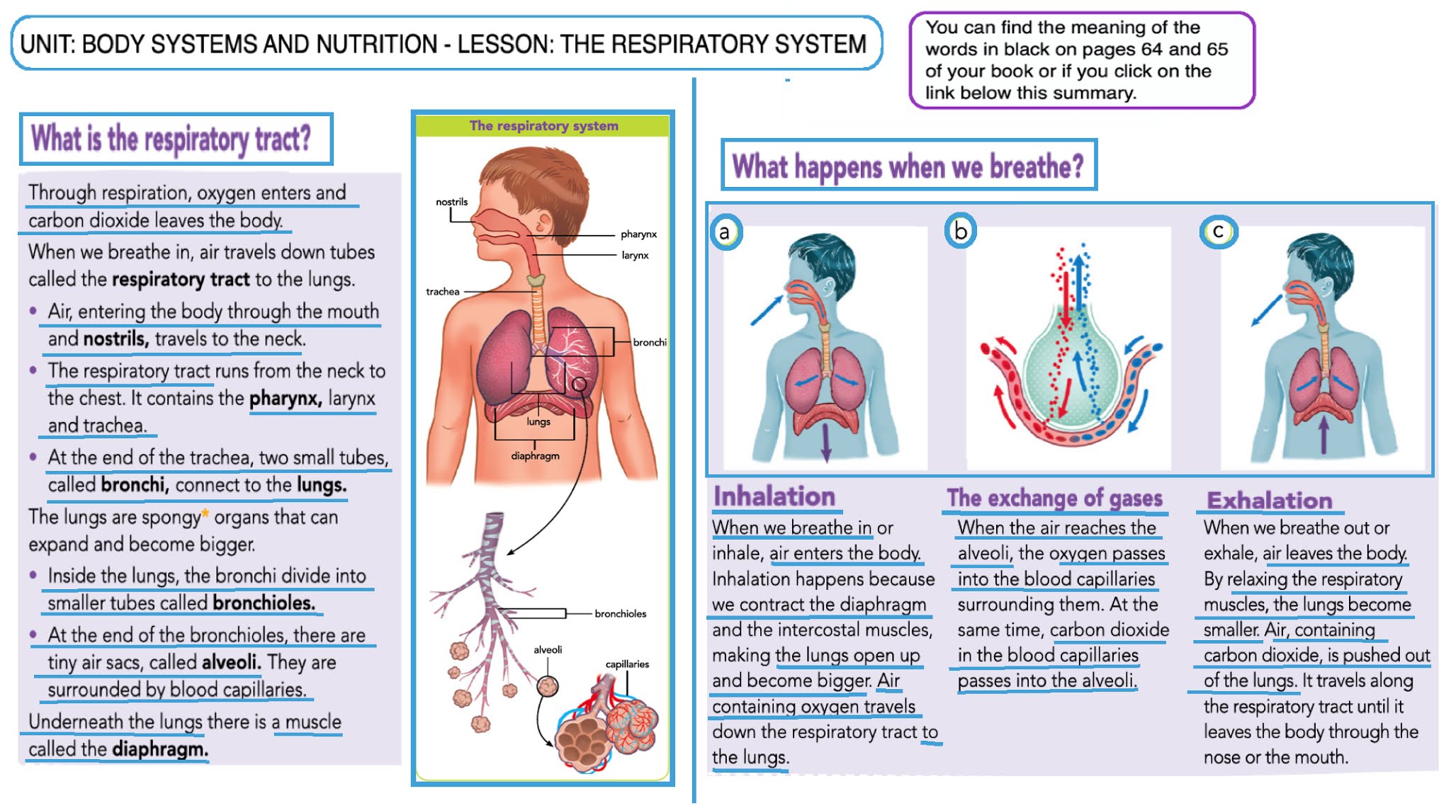 Blog de 4º de Primaria: NATURAL SCIENCE - YEAR 4 - UNIT: BODY SYSTEMS AND HUMAN NUTRITION ...
