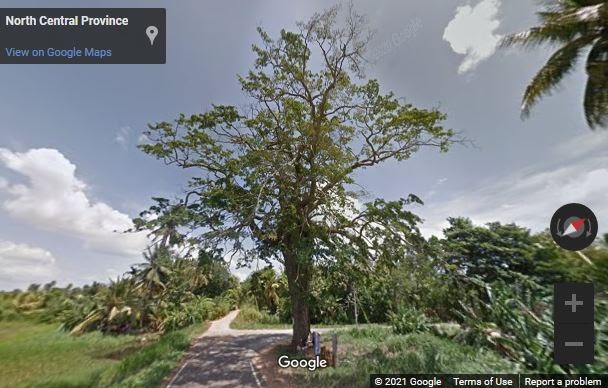 Kaluwila Mee Tree ~ Lanka Pradeepa