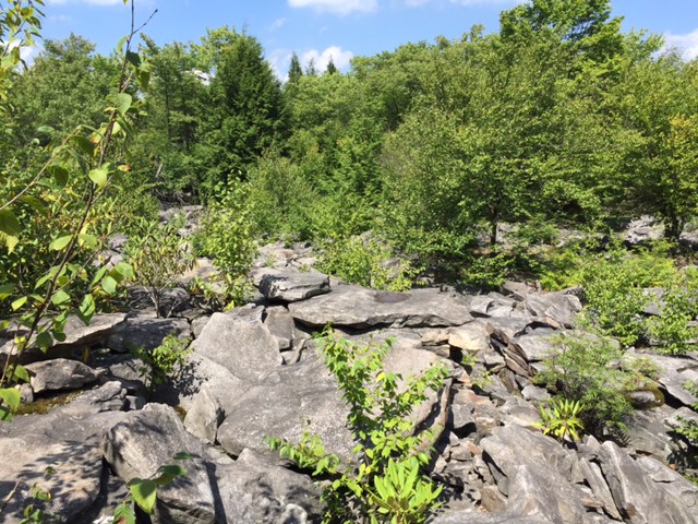 Snow and Jaggers: Gallitzin State Forest
