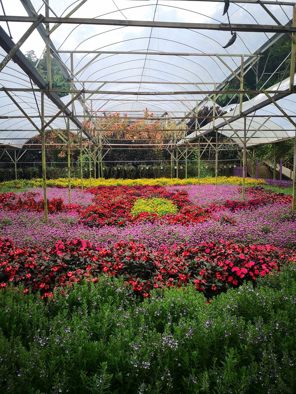 MINI CAMERON HIGHLANDS, GENTING HIGHLANDS - Hi5 the world