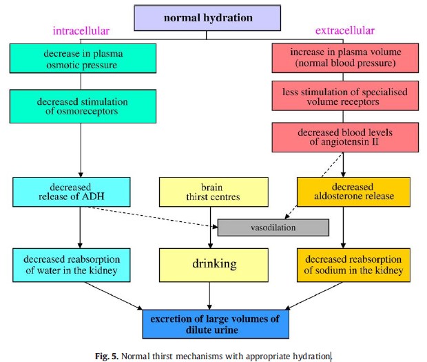 Big Fitness Project: Water Homeostasis and Dynamic Equilibrium