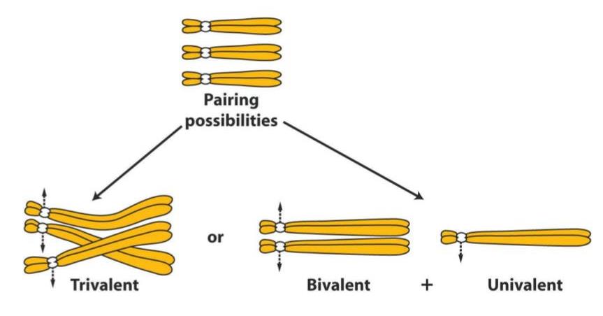 LET'S LEARN PLANTS: Chromosomal Aberration (Part III)