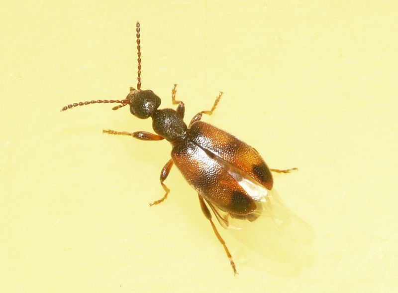 Variety of Life: November 2020