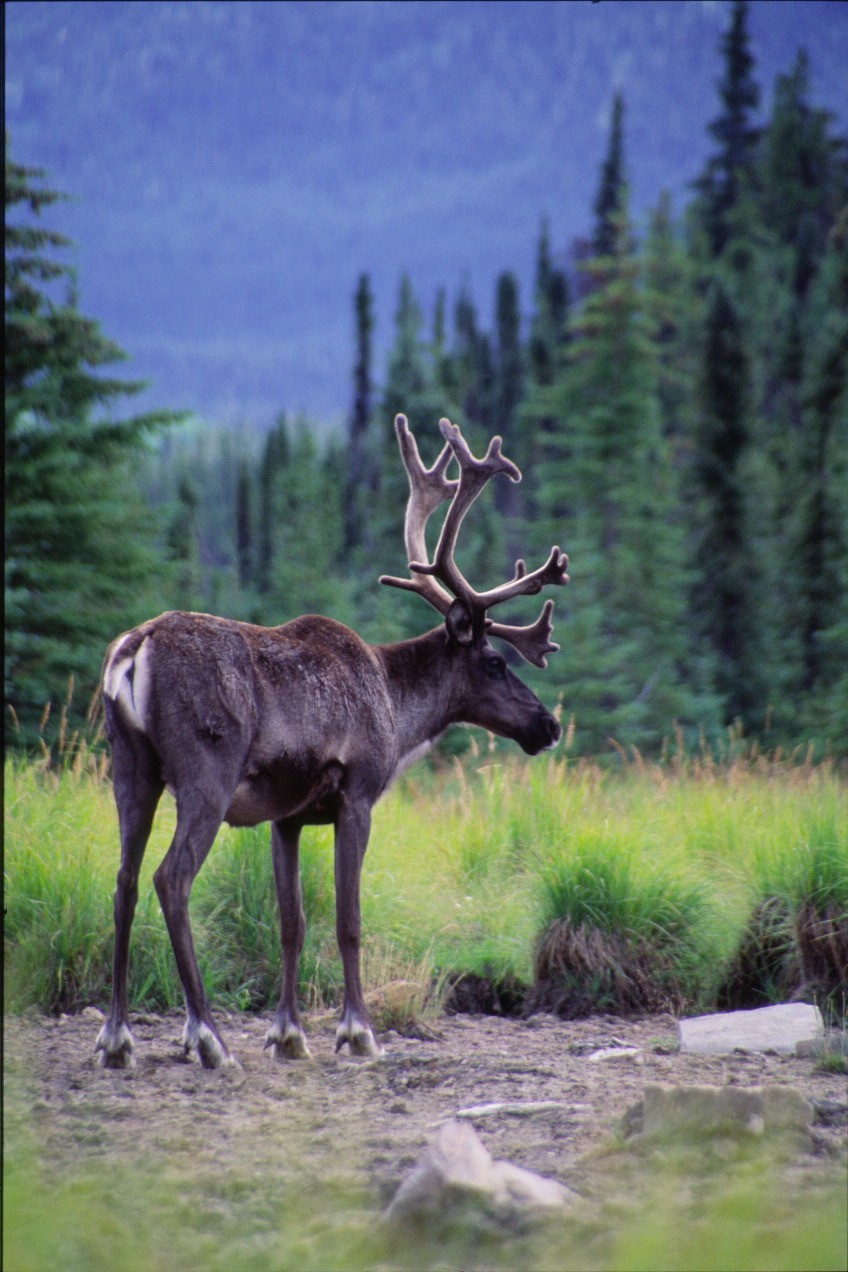 We Need Your Voice: Help Protect the Boreal Woodland Caribou - Nature ...