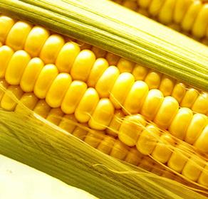 Klasifikasi Jagung (Zea mays) | Intisains