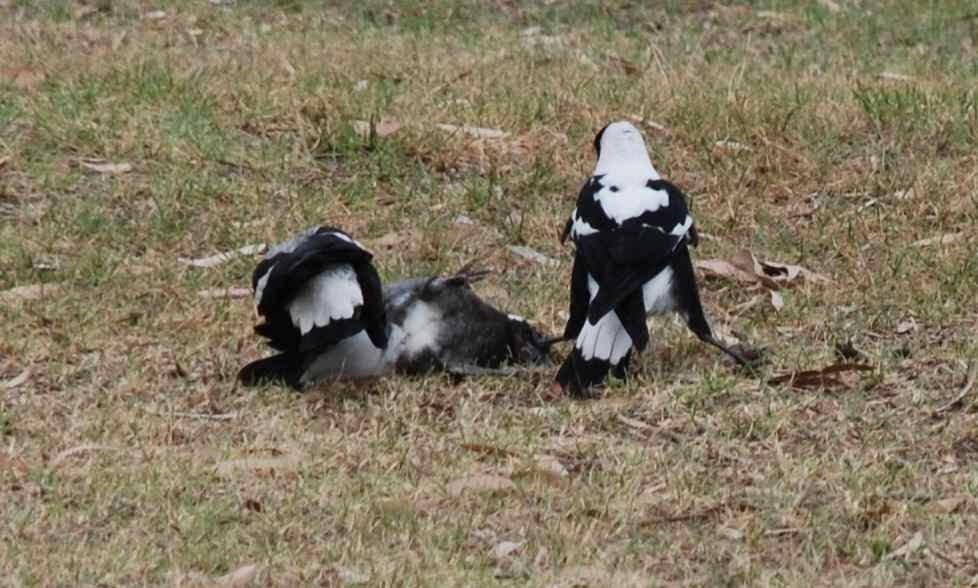 My dog : Australian magpie plays with a canine friend