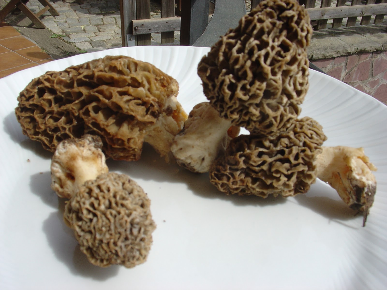 Els Bolets de Corbera: Múrgoles