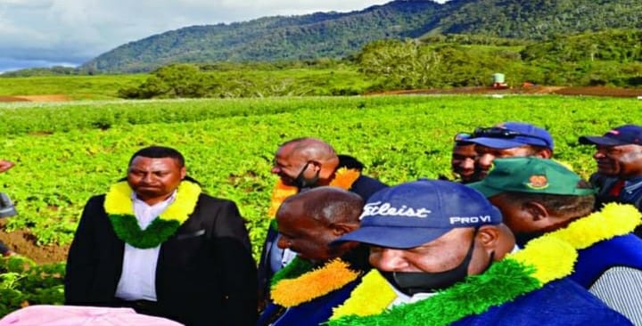 Potato Farming and Cattle Projects Changing Southern Highlands Province ...