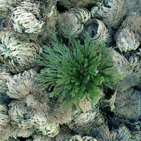 Herbolaria en Merida, Herbal y Natural: Doradilla