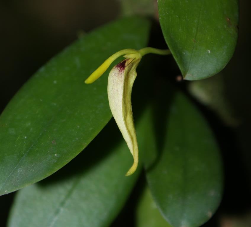 Cirrhopetalum restrepia Ridl., 1893