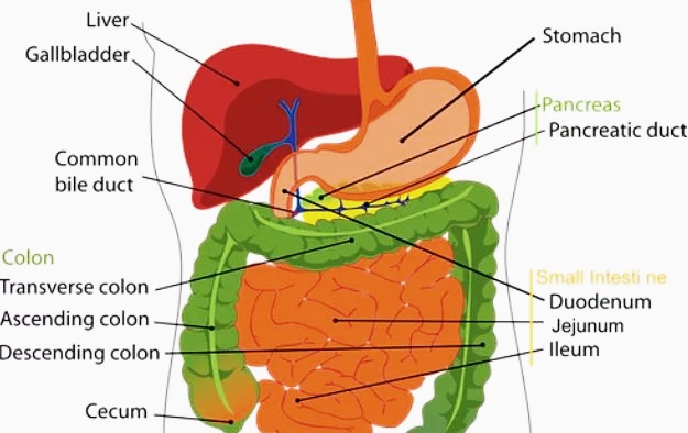 Enlarged Liver - Symptoms, Prevention, Diagnosis, Treatment, Medicines ...