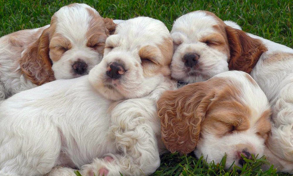 Dibujos tiernos de cachorros | Imagenes de amor bonitas