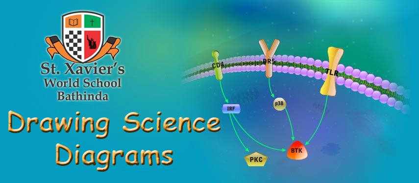 Drawing Science Diagrams Competition