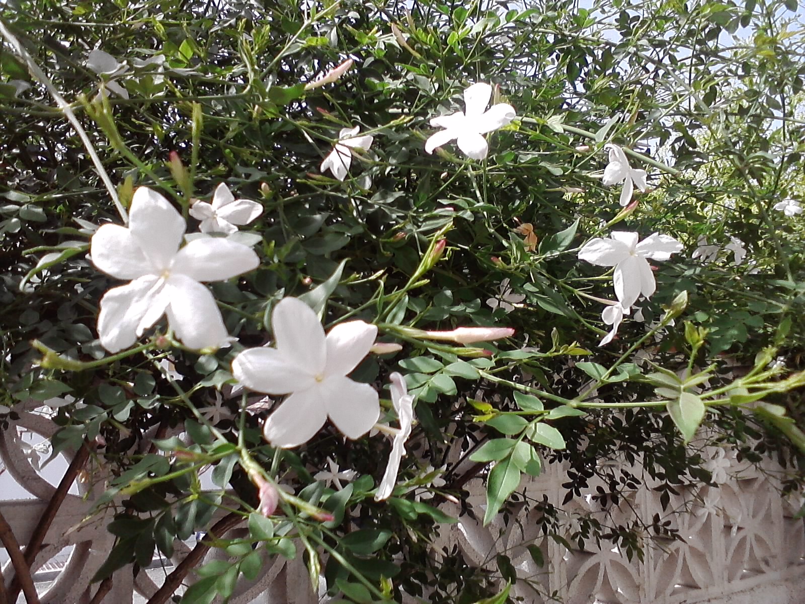 COSAS DE MARI PAZ: MIS PLANTAS