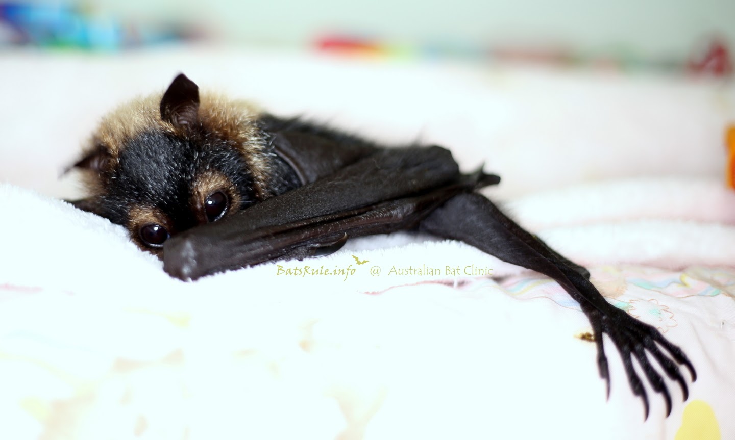 Rehab | Cairns Qld Megabat babies Spectacled in care, Pteropus ...