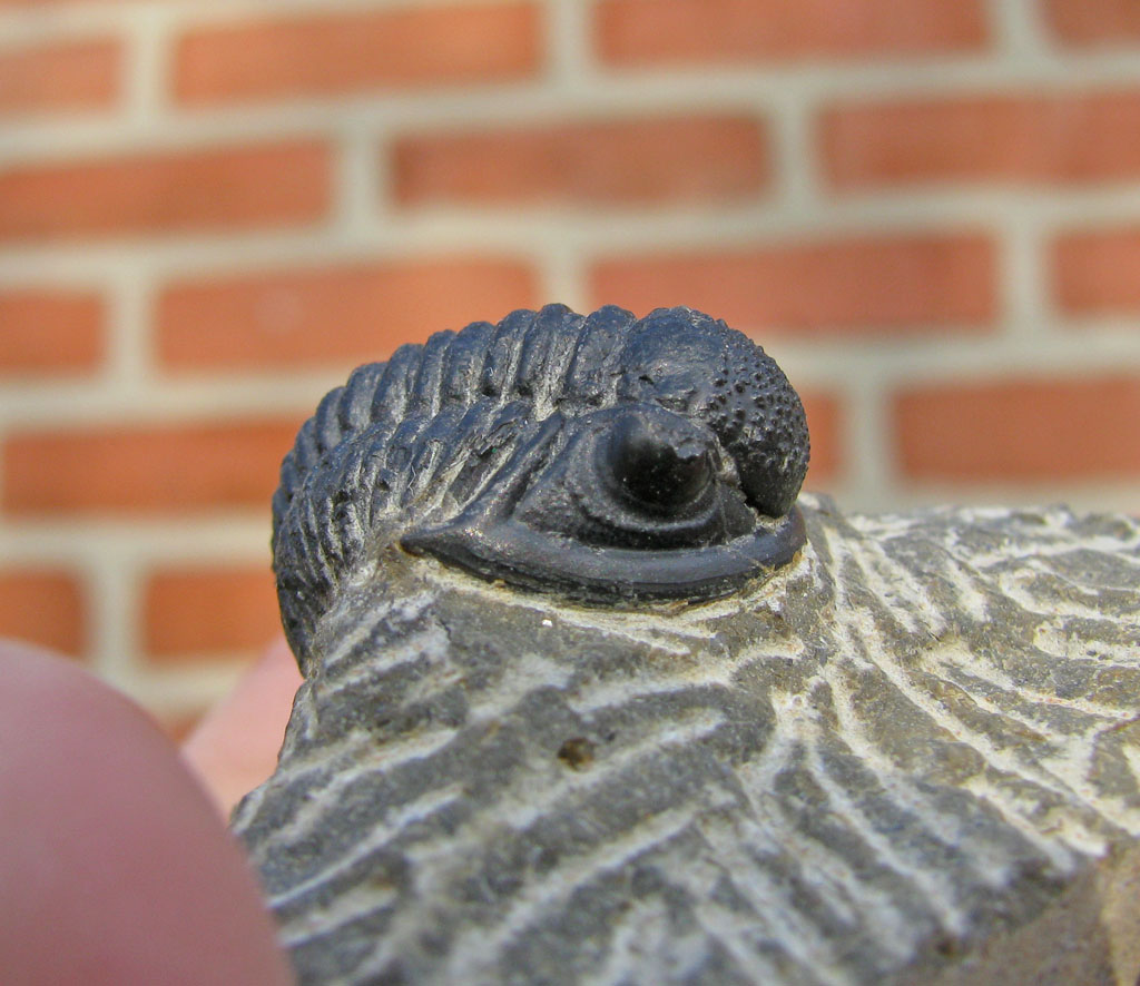 Views of the Mahantango: Proetus (Gerastos) granulosus trilobite from ...