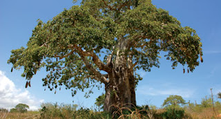 WebTvAngolana: Frutos e Frutas Silvestres de Angola 2019