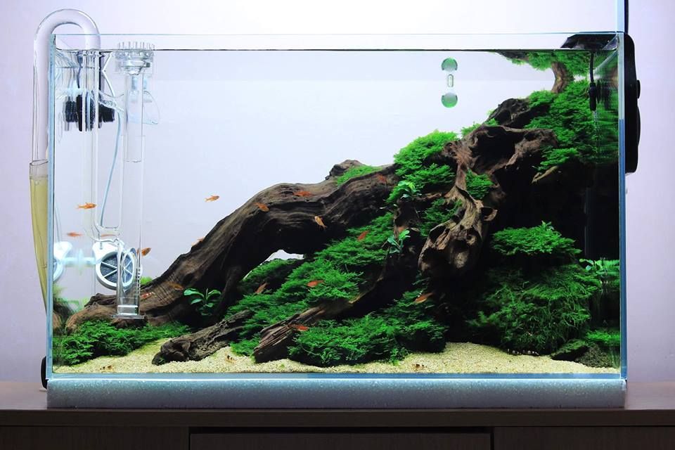 Nature Aquariums and Aquascaping Inspiration - Surya Aquascape