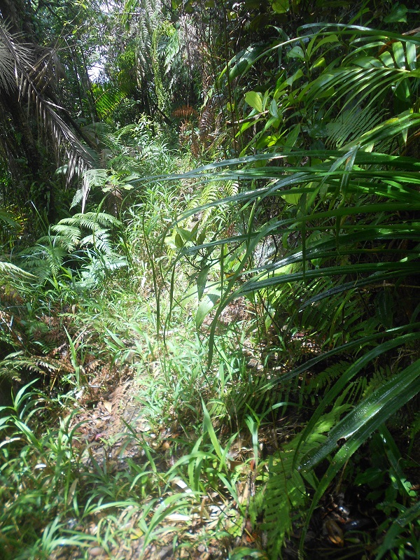 Razor Grass, Rain, and Other Adventures