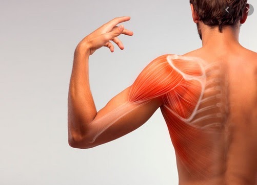 Polimiosite - Inflamação Crônica da Musculatura - Saúde & Conhecimento